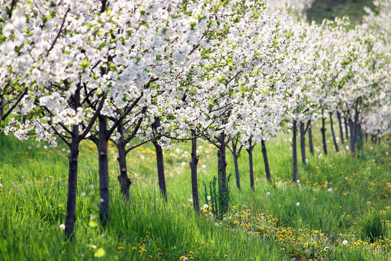 Cherry orchard in spring stock photo. Image of plantation - 138521270