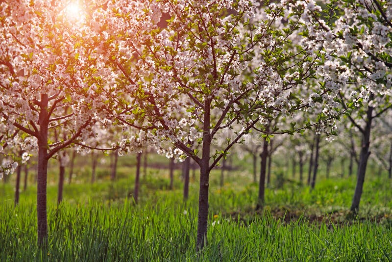 Cherry Orchard Trees in Springtime Stock Image - Image of flowers ...