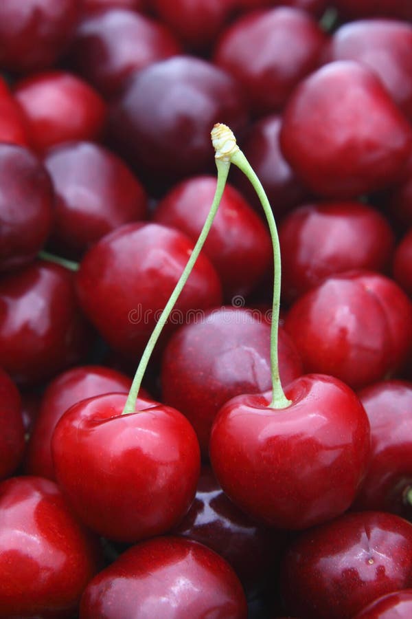 Apple Harvest stock image. Image of apples, healthy, grocer - 18811271