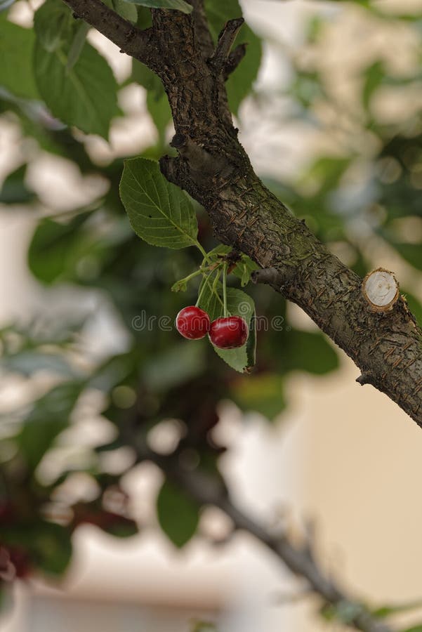 Cherry pair stock photo. Image of berry, love, taste - 19849024