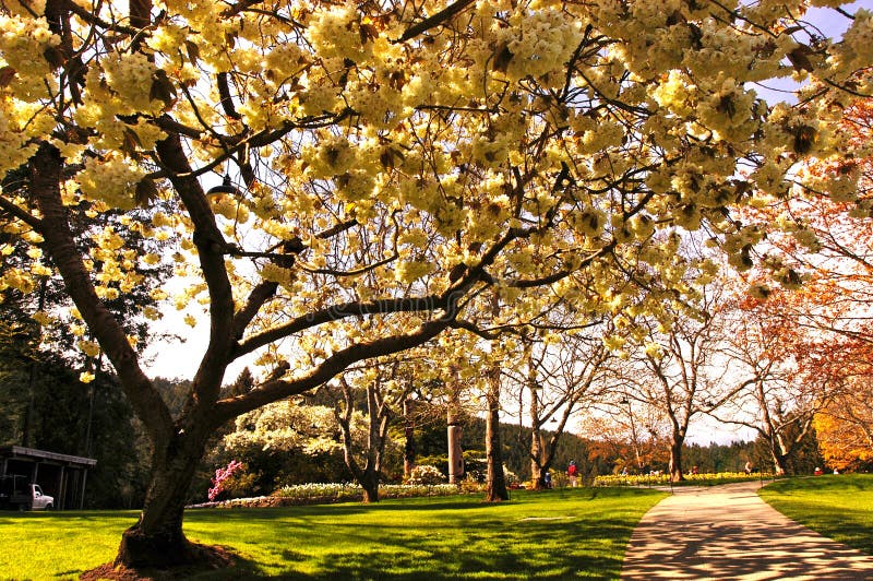 Cherry Tree Path stock photo. Image of color, blossom - 25219806