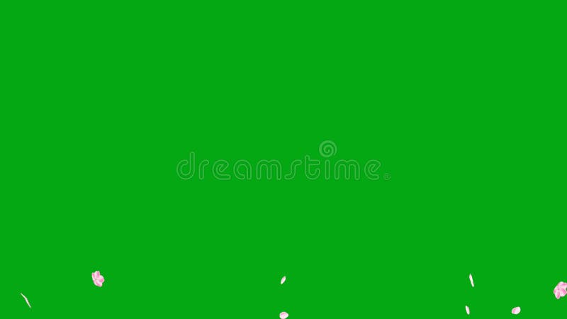 Cherry Petal Burst Green Screen Bacground Video Stock Video - Video of ...