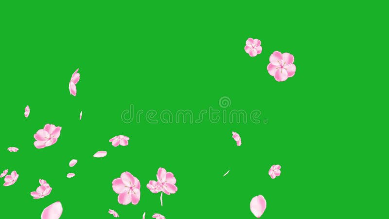 Cherry Petal Burst Green Screen Bacground Video Stock Video - Video of ...