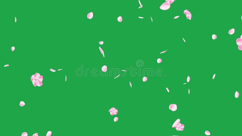 Cherry Petal Burst Green Screen Bacground Video Stock Video - Video of ...