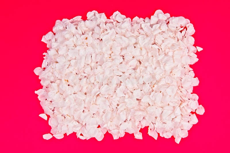 Cherry petals rectangle stock image. Image of nature - 115245495