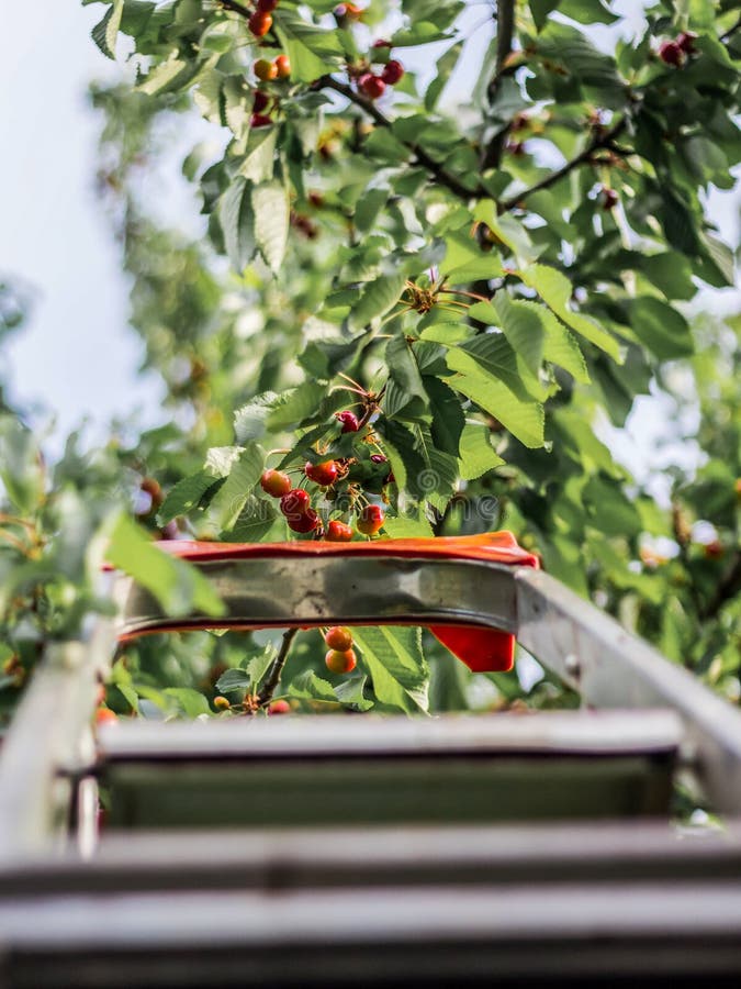 Ladder on cherry tree stock image. Image of seasonal - 31895371