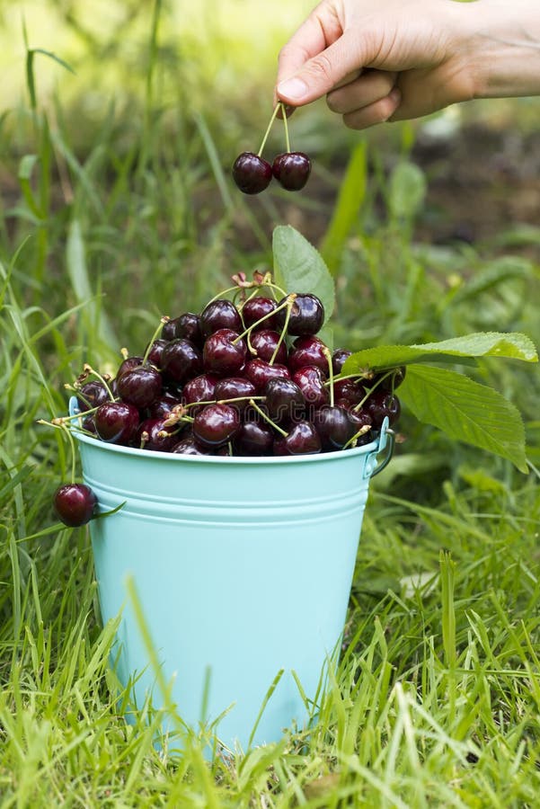 Cherry Picking at Bustan Bereshit in the Golan Heights Stock Image ...