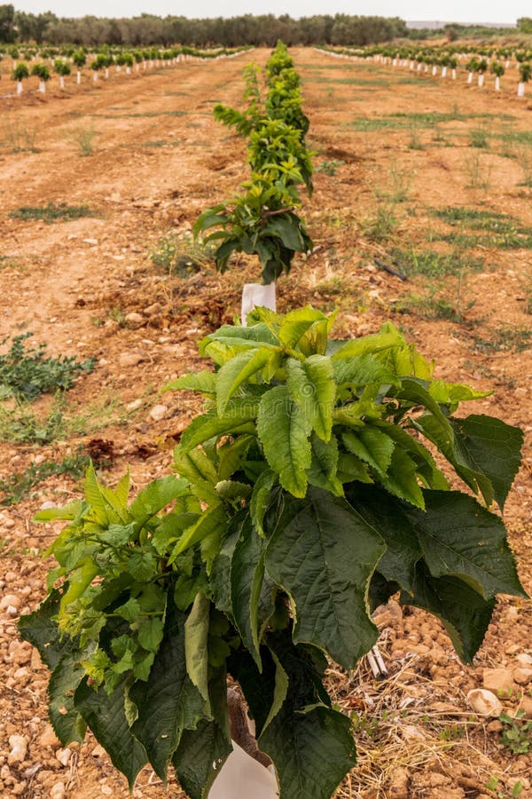 Cherry Plantation Small Trees Extensive Agriculture Stock Photo - Image ...