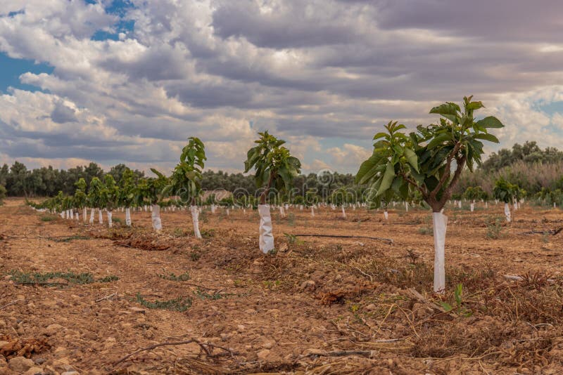 Cherry Plantation Small Trees Extensive Agriculture Stock Image - Image ...