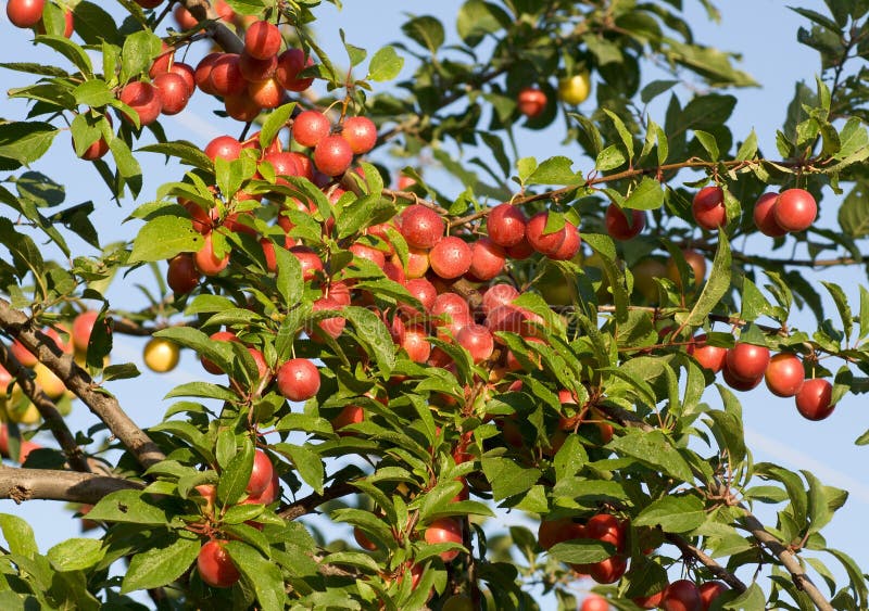 Cherry Plum at Different Stages of Maturation. Plum Variety. Red and ...