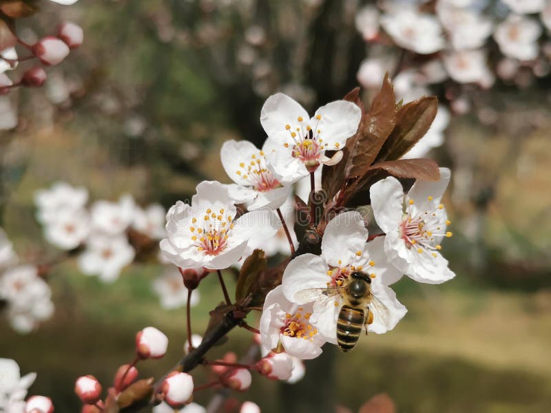 Bees Gather Honey and Purple Leaf Plum in Spring Stock Photo - Image of ...