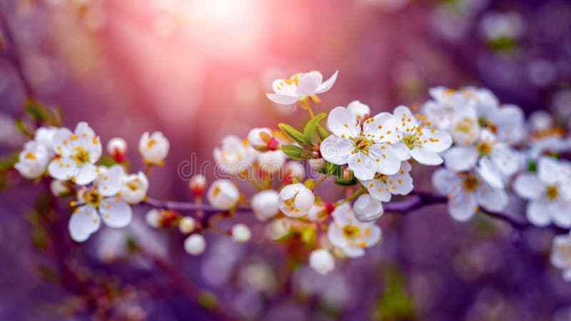 191 Cherry Plum Blossoms Sunset Stock Photos - Free & Royalty-Free ...