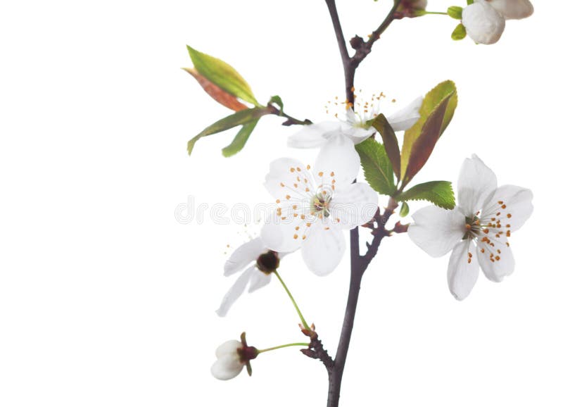 Cherry plum stock photo. Image of myrobalan, life, border - 49292990