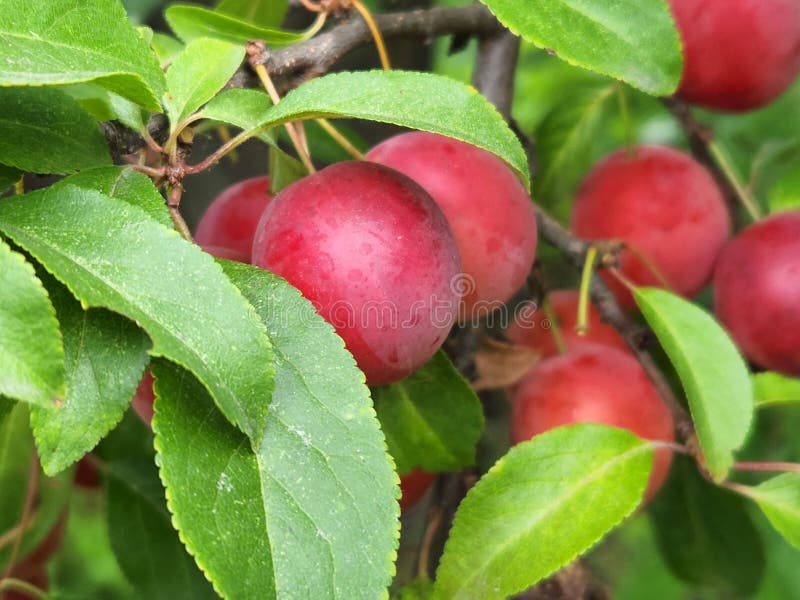 Cherry Plum Fruits. Ripe Red Cherry Plum Fruits Stock Image - Image of ...