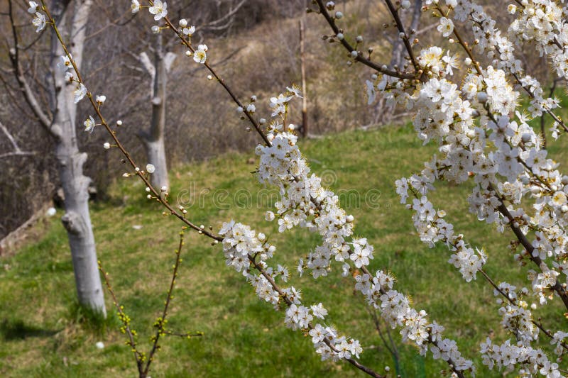 Cherry Plum Prunus Cerasifera Stock Photo - Image of stand, flower ...