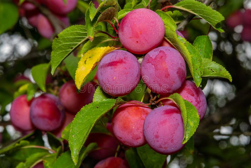 Cherry Plum - Red Mirabelle Plums Stock Photo - Image of character ...