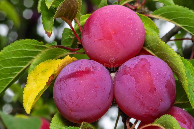 Cherry Plum - Red Mirabelle Plums Stock Photo - Image of horizontal ...