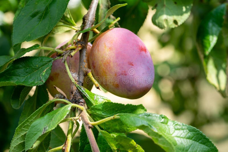Cherry Plum on a Tree in Autumn Stock Image - Image of agriculture ...