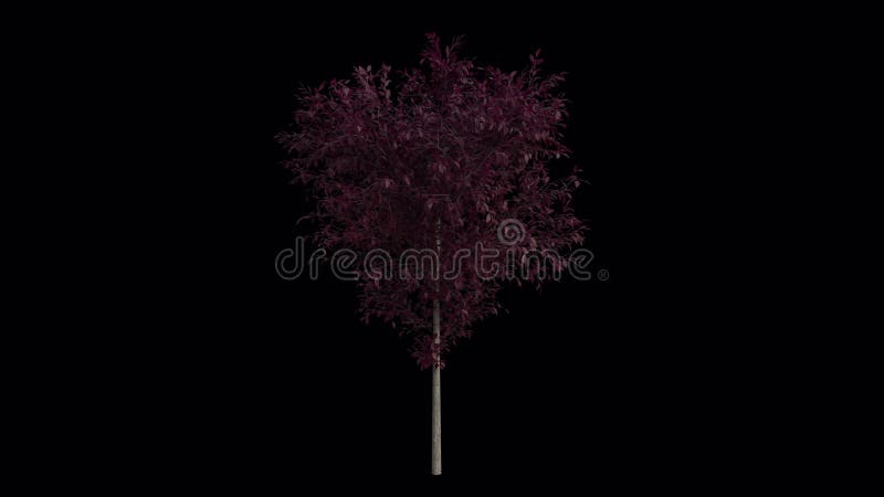 Cherry Plum Tree Blowing in the Wind. Alpha Channel. Loop Animation ...