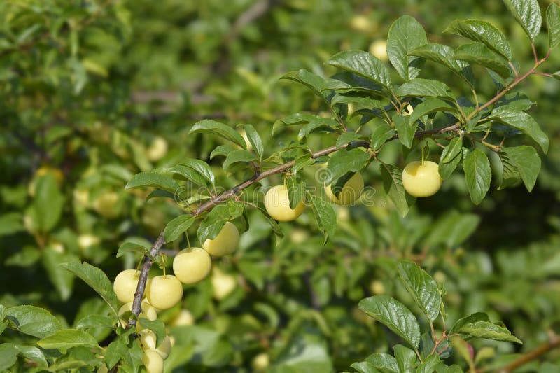Cherry Plum Tree Branch with Fruit - Latin Name - Prunus Cerasifera ...