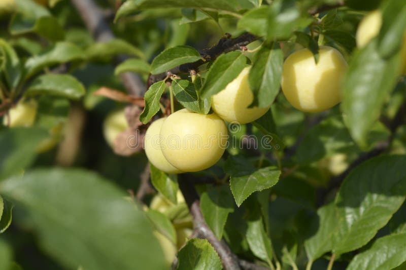 Cherry Plum stock image. Image of outdoors, botany, garden - 336624129