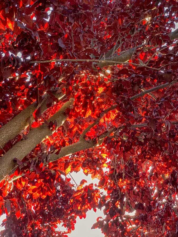 Cherry Plum Tree with Red Leaves Stock Photo - Image of vertical ...