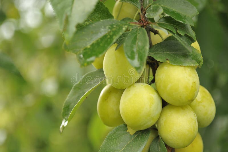 Plums stock photo. Image of white, fruit, prunus, nutritious - 2629838