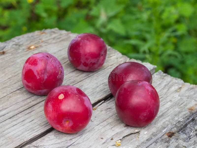 Cherry plums stock image. Image of freshness, tasty, agriculture - 53460847