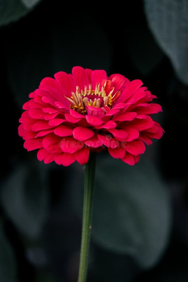 Cherry Poppins Stock Photos - Free & Royalty-Free Stock Photos from ...