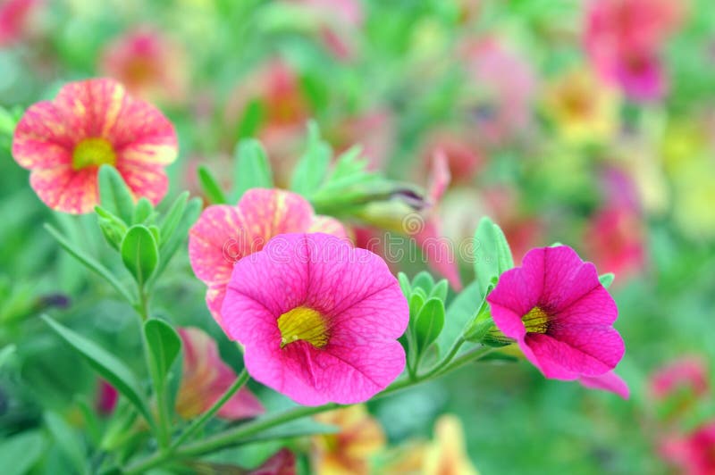 Cherry red stock photo. Image of flower, garden, spring - 31196648