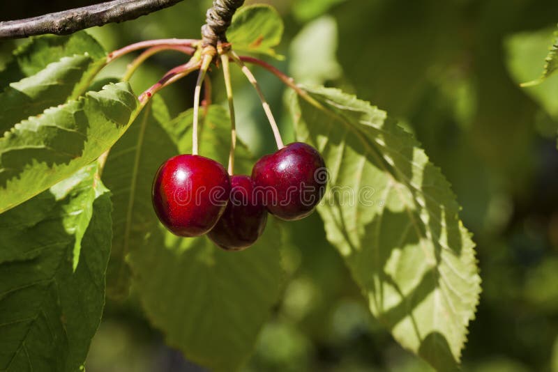 Cherry stock image. Image of light, cherry, fresh, fruit - 39106833