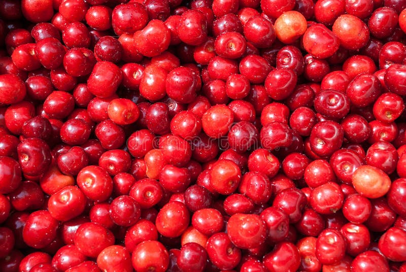 Cherry. Red Fresh Bunch of Cherries Stock Photo - Image of fresh ...