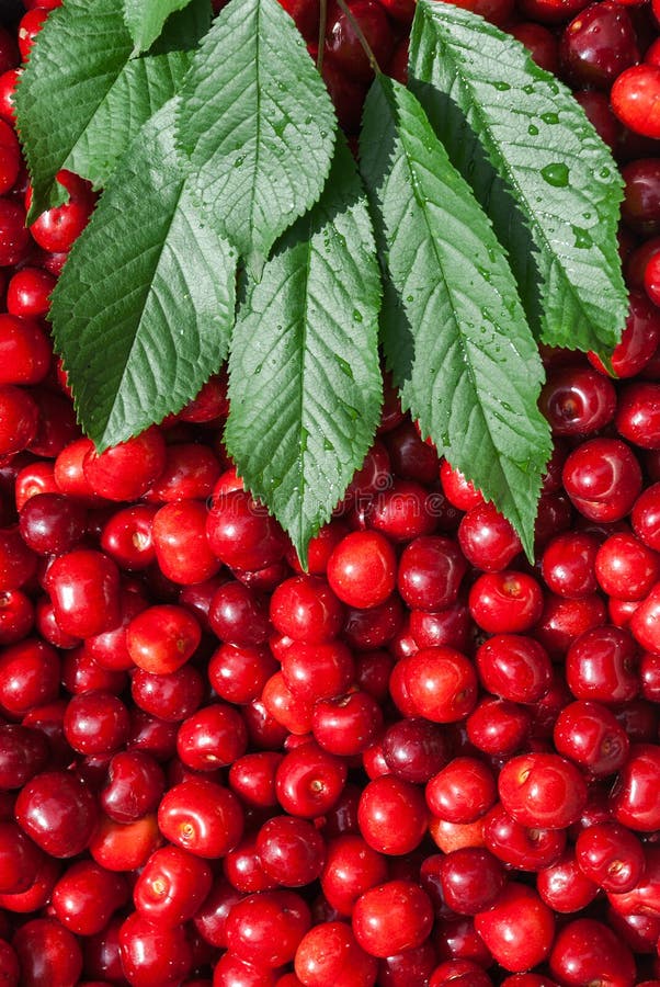 Cherry. Red Fresh Bunch of Cherries Stock Image - Image of ...