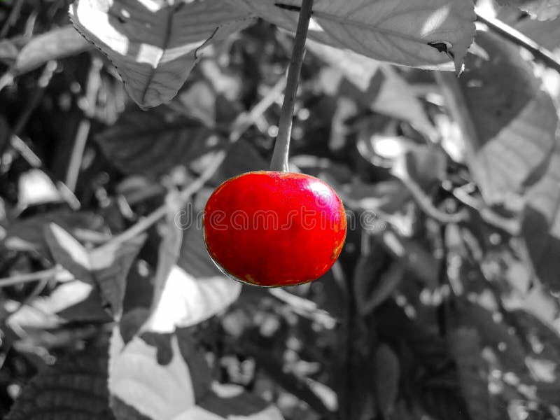 Cherry Red Fruit Selective Colour Close Up Stock Image - Image of stone ...