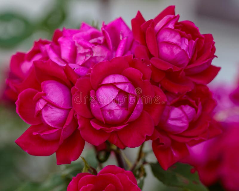 Cherry Red Rose Bushes Blooming in the Front Garden Stock Image - Image ...