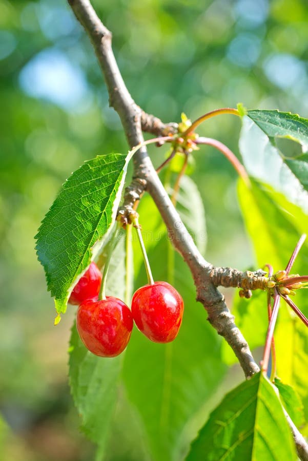 Cherry stock photo. Image of rural, ripe, freshness, branch - 41468946