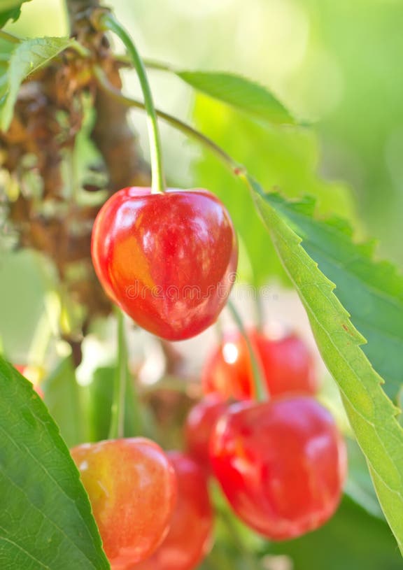 Cherry stock photo. Image of branch, grow, nature, organic - 41469366