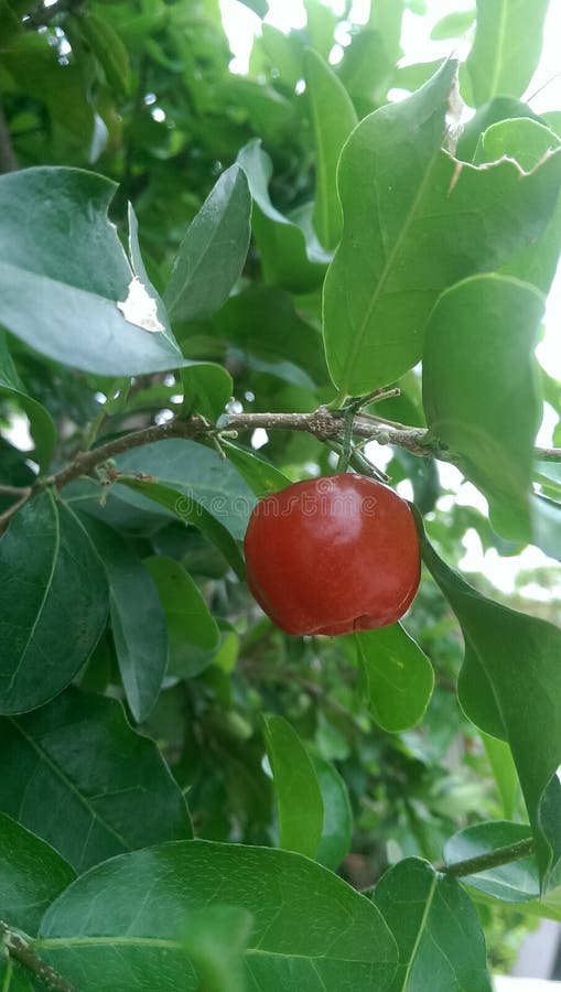 Cherry Red stock photo. Image of leaf, green, cherry - 42638002