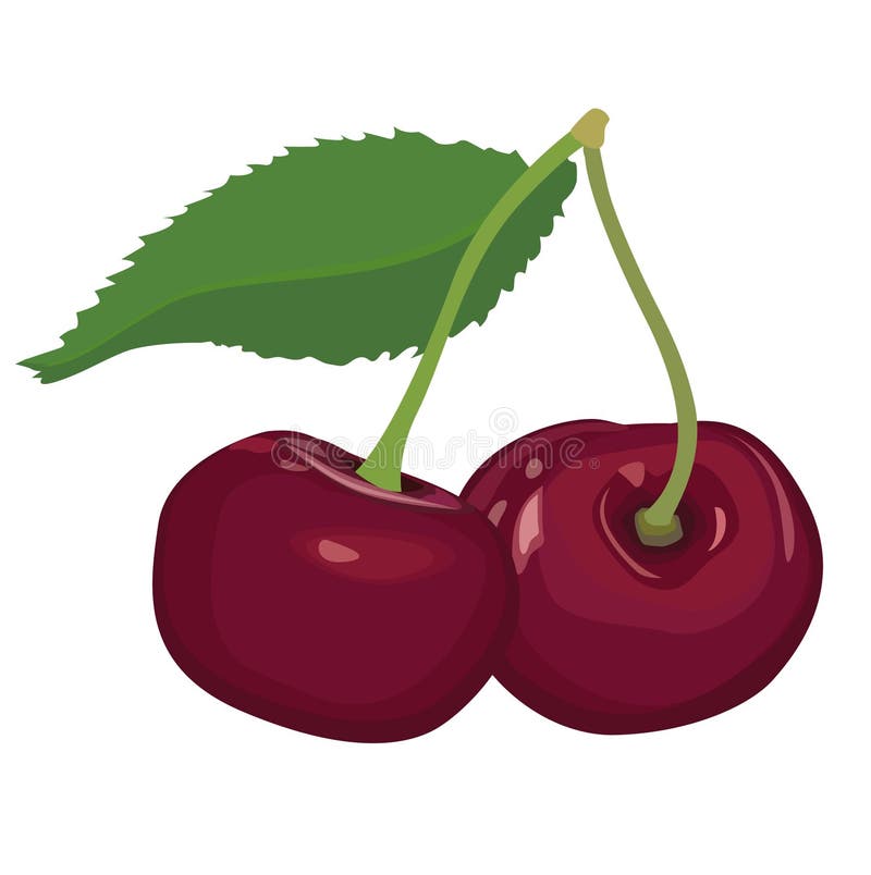 Red Cherry, Ripe, Tree. Card Frame Label. Engraving Drawing Fruits ...