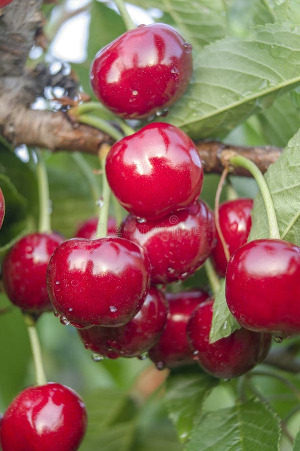 Cherry stock photo. Image of fruit, picked, stem, garden - 54569502