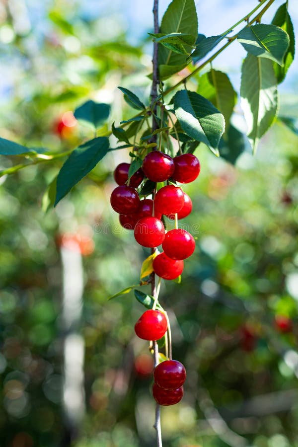 Cherry Ripe Dark Red, Natural Stock Photo - Image of sweet, leaves ...