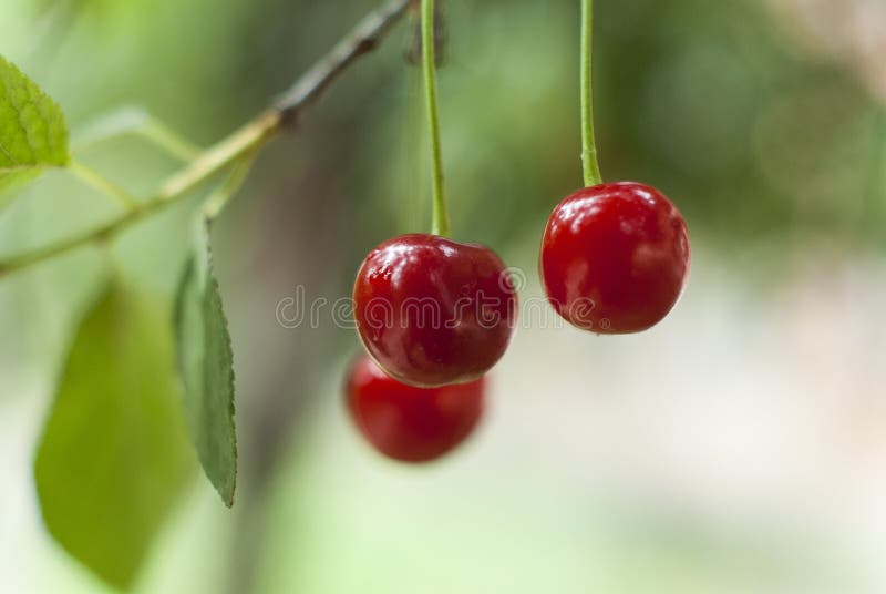 Cherry ripe. stock image. Image of natural, fruit, cherry - 59587589