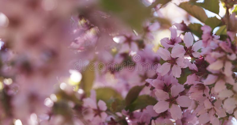 Cherry sakura in bloom stock photo. Image of japanese - 109119742