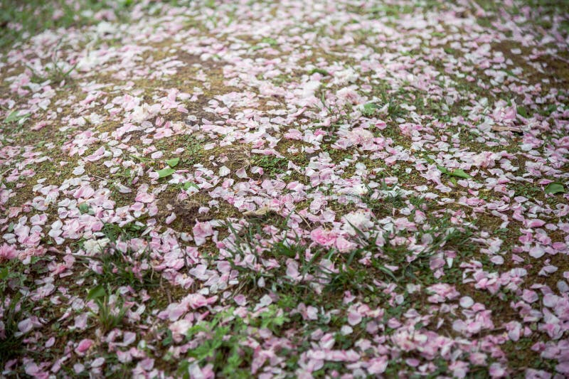 Cherry-sakura on the grass stock image. Image of cherrysakura - 313810243