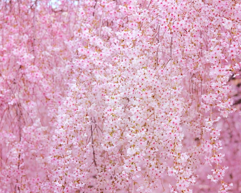 Cherry sakura stock photo. Image of petal, sakura, color - 37795592