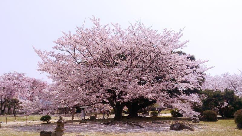 Cherry/Sakura Tree Flowering on Time in Japan Stock Image - Image of ...