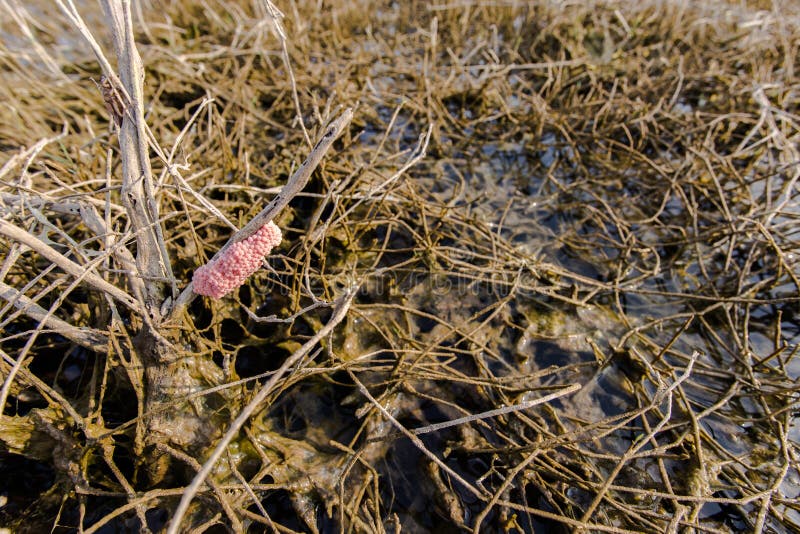 Cherry shells stock photo. Image of river, brown, colorful - 92154230