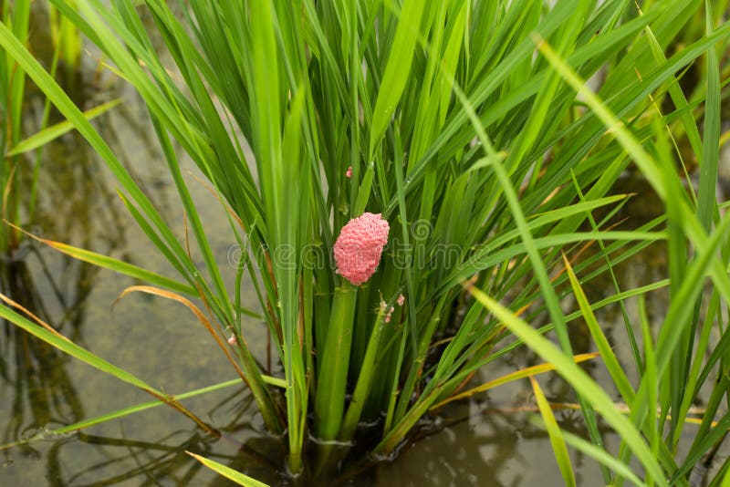 Cherry Shells in Rice Fields Stock Image - Image of farm, crop: 125987989