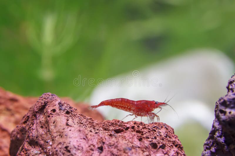 Cherry shrimp stock image. Image of aquarium, cherry - 226100587