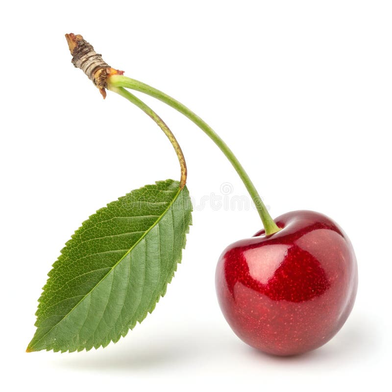 Cherry Side View Full Length Stock Illustration - Illustration of ...